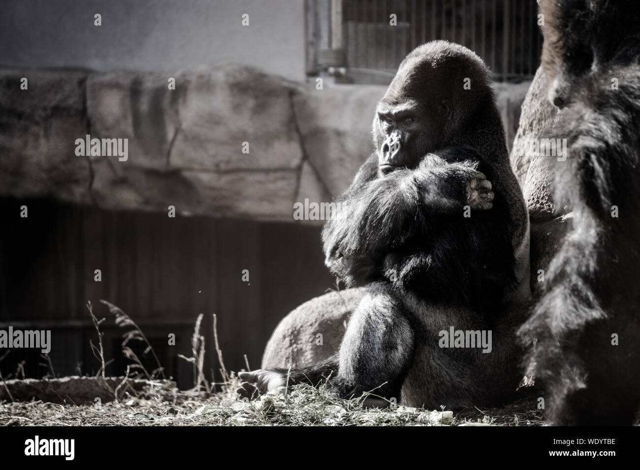 Zoo gorillas hi-res stock photography and images - Alamy