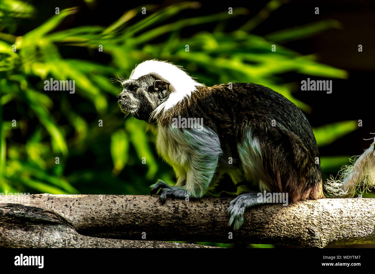 Profile monkey hi-res stock photography and images - Alamy
