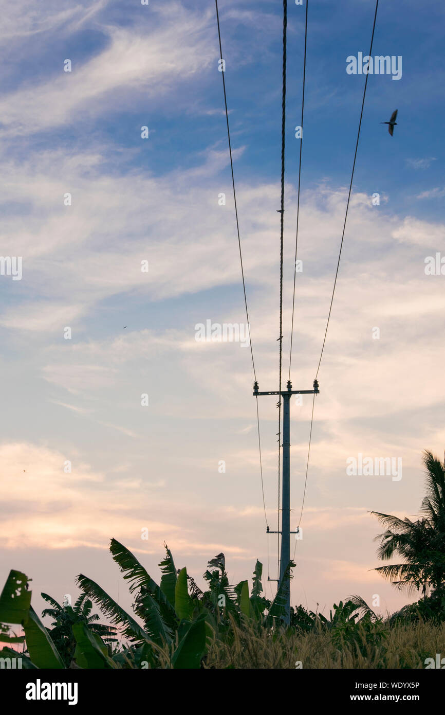 Bird Electricity Cable Pylon High Resolution Stock Photography and ...