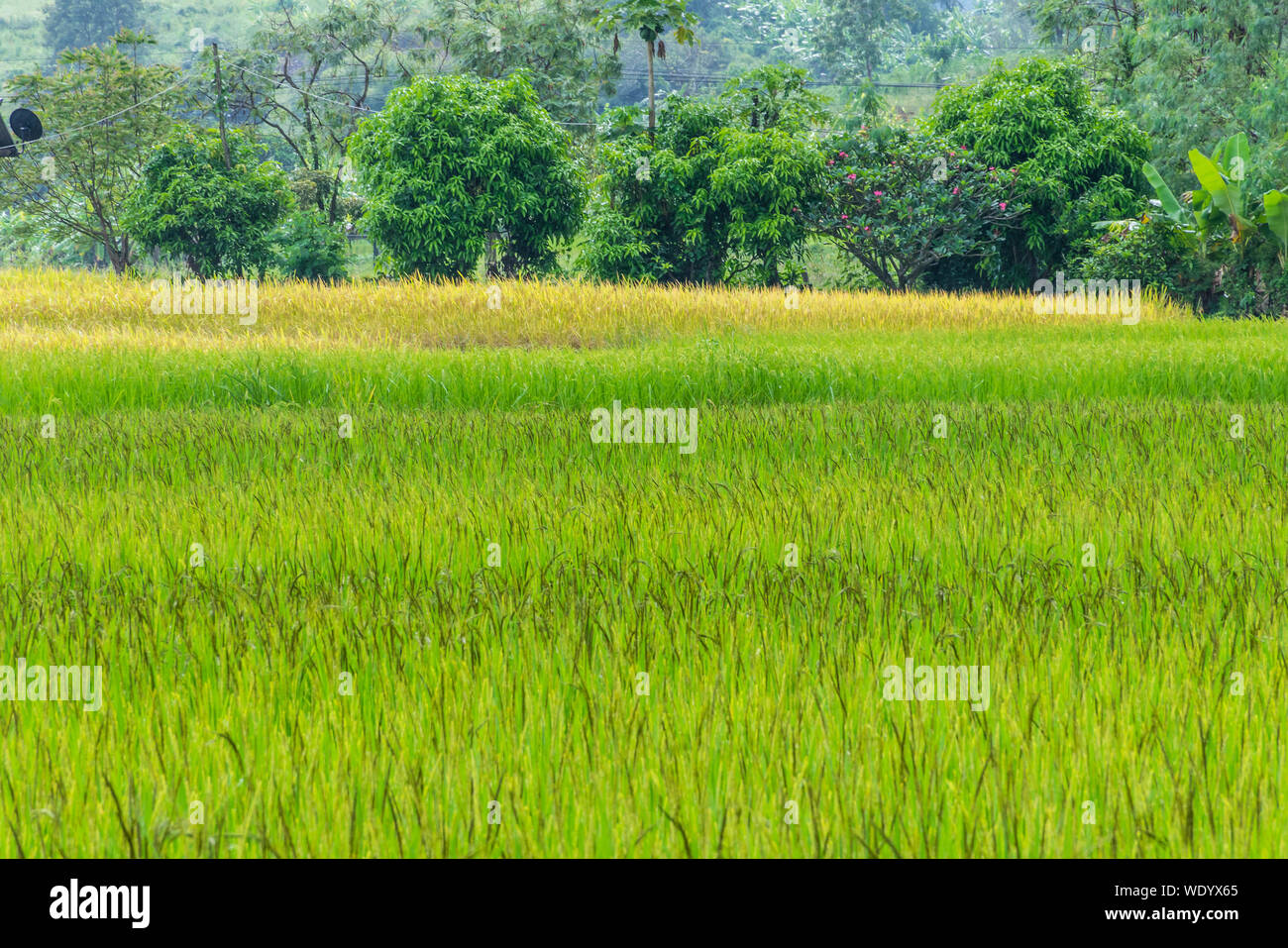 The reproductive stage and harvesting stage of paddy rice field Stock ...