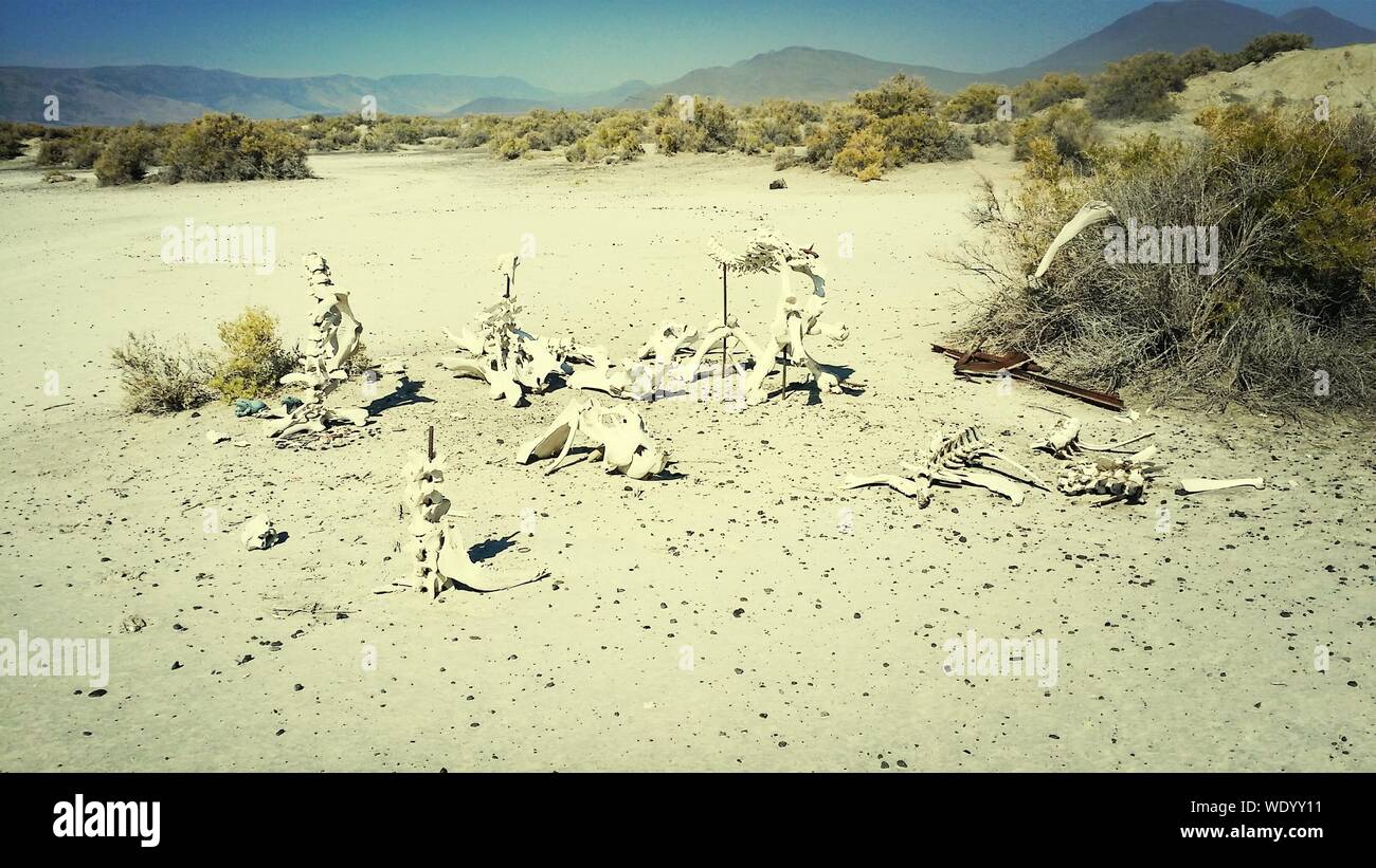 Sand bones hi-res stock photography and images - Alamy