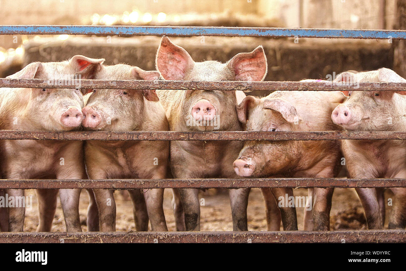 Pigs in cage hi-res stock photography and images - Alamy