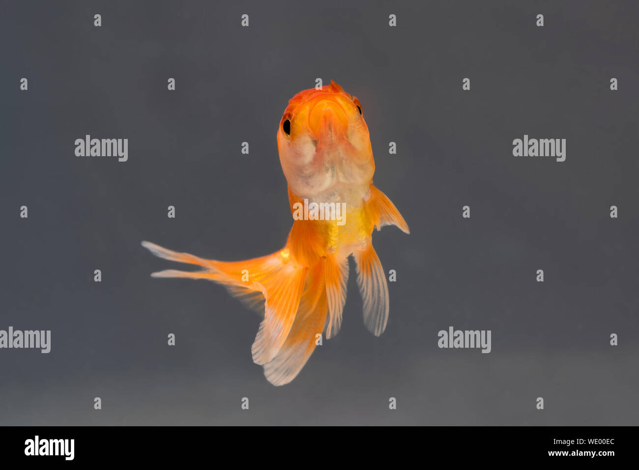 Gold fish or goldfish floating swimming underwater in fresh aquarium ...