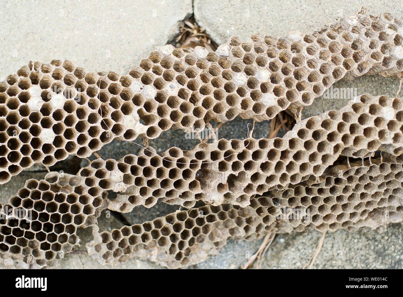 Honeycomb building hi-res stock photography and images - Alamy