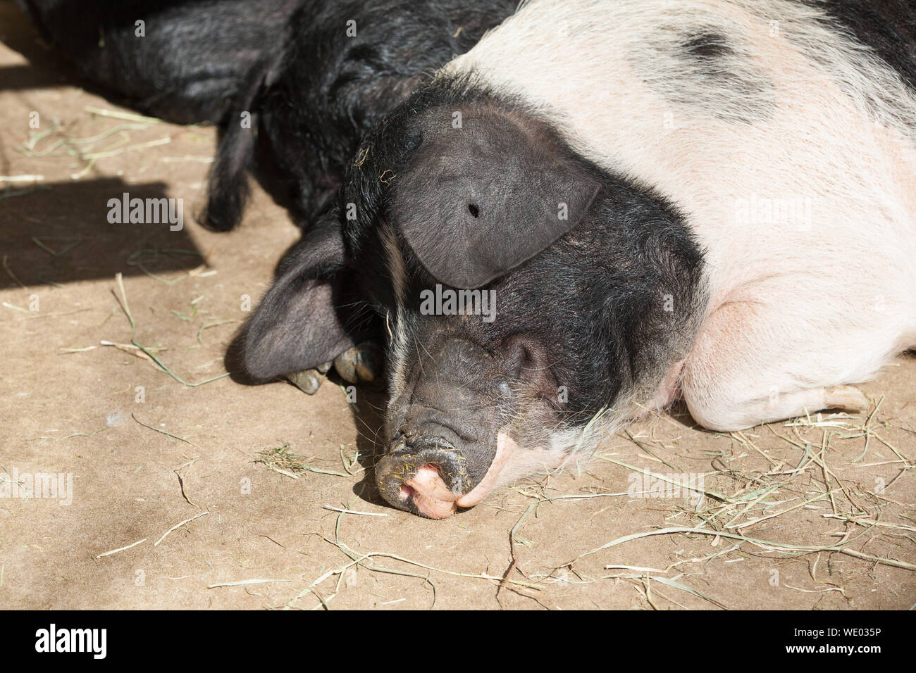 Black sleeping pig hi-res stock photography and images - Alamy