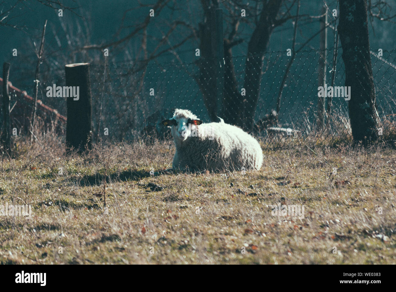 Sheep sitting hi-res stock photography and images - Alamy