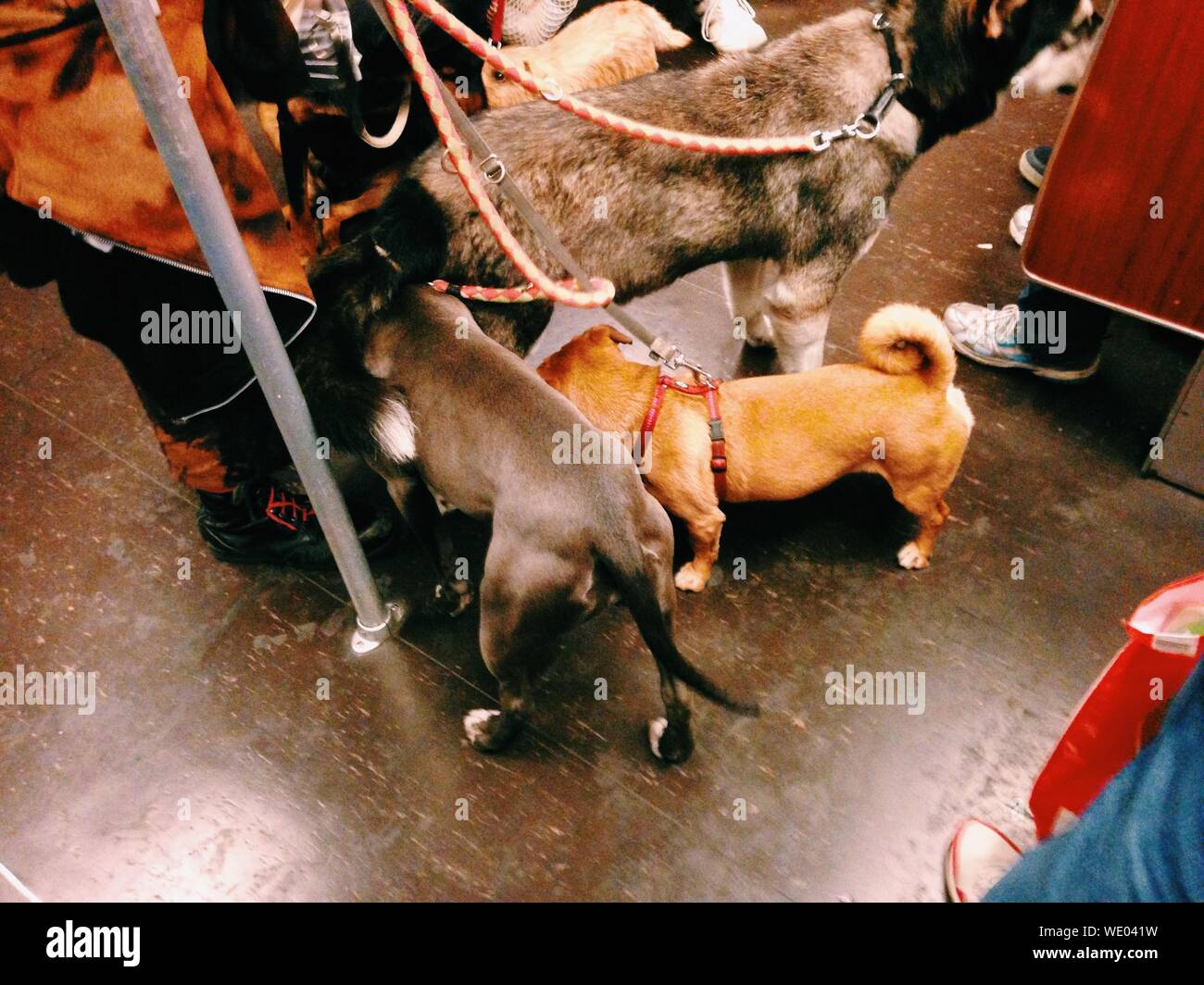 Train dogs hi-res stock photography and images - Alamy