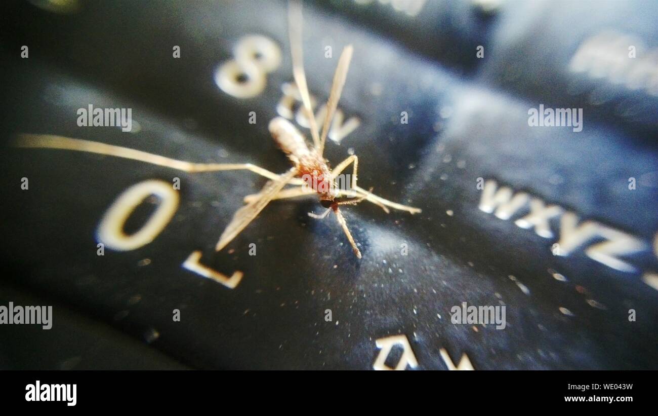 Detailed insect hi-res stock photography and images - Alamy