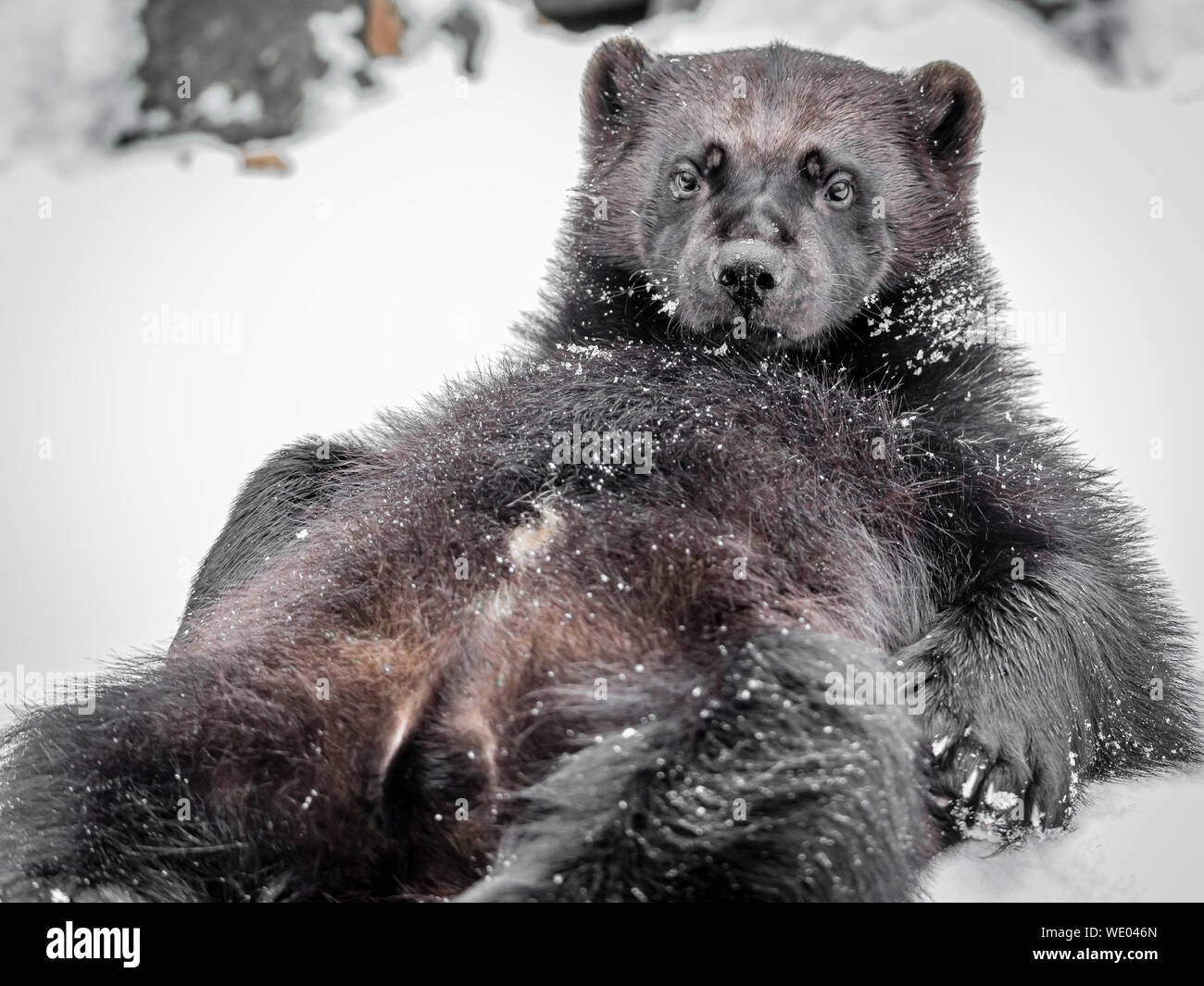 Wolverine winter hi-res stock photography and images - Alamy