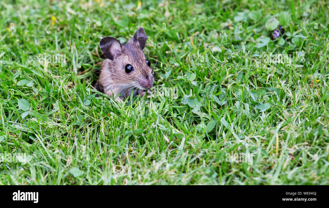 Rat Eye View High Resolution Stock Photography and Images - Alamy