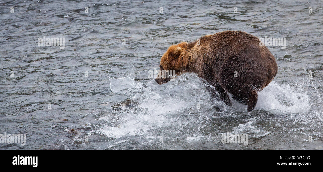 Bear at river hi-res stock photography and images - Alamy