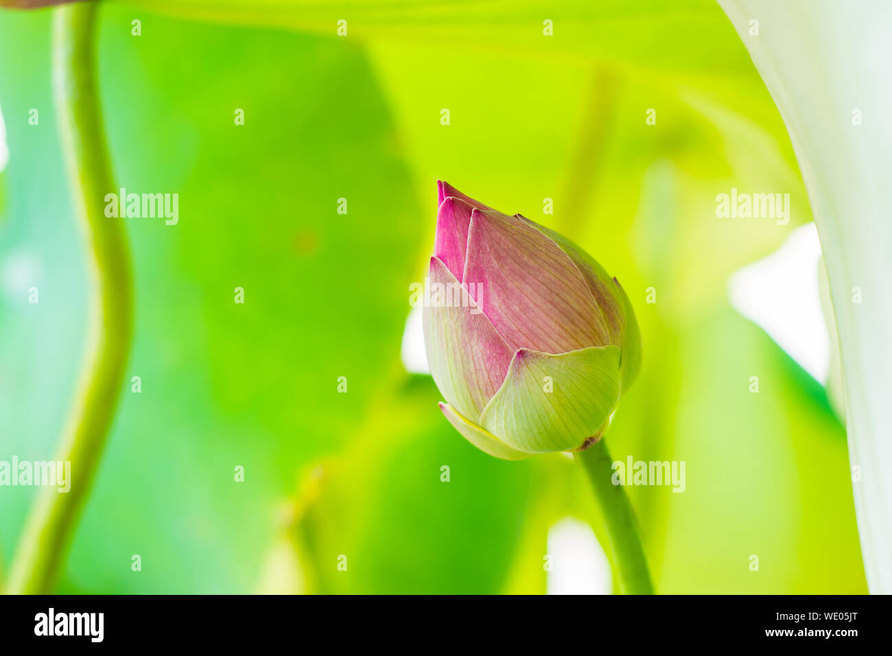 Water lily bud hi-res stock photography and images - Alamy