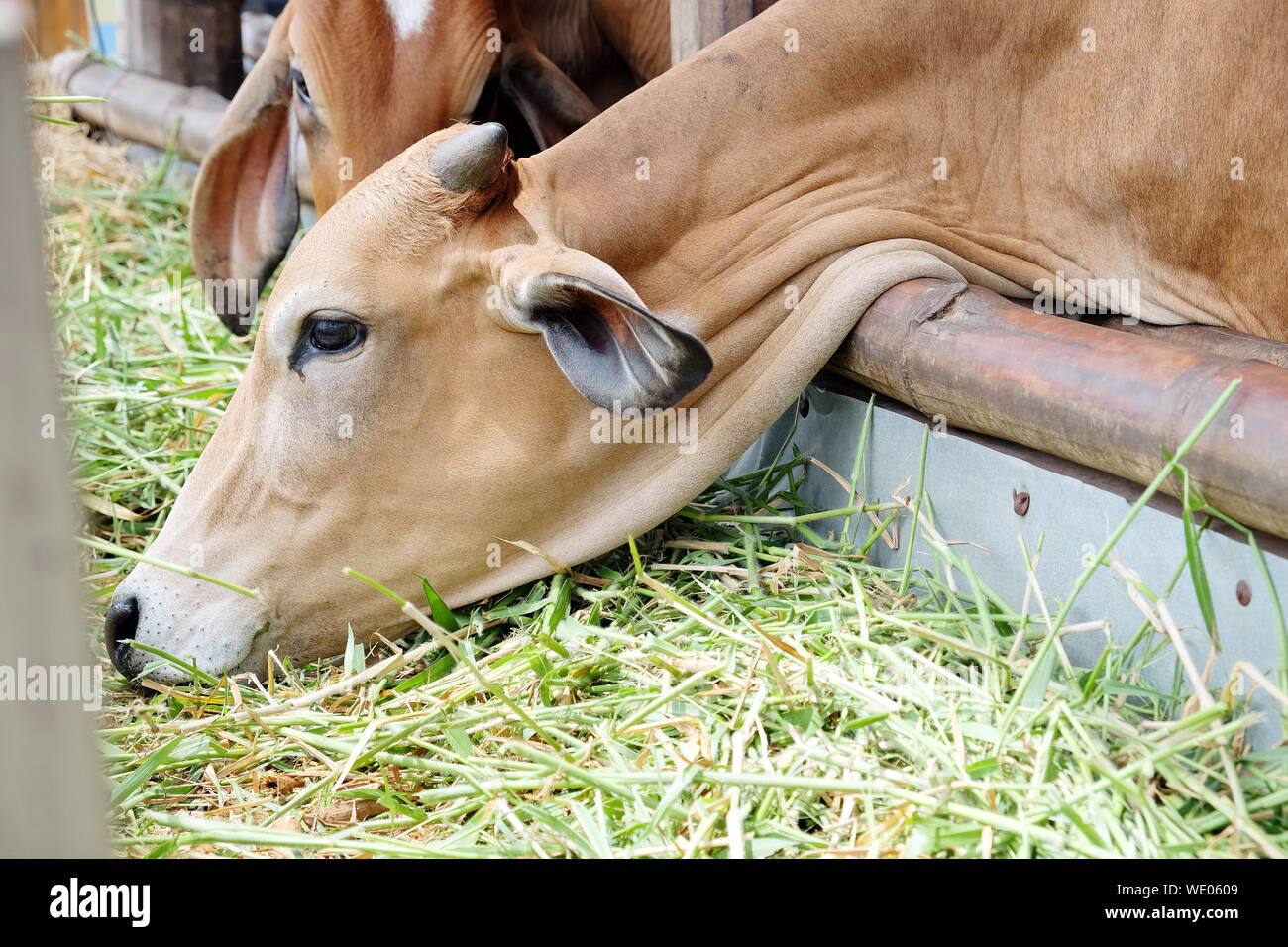 One straw farm hi-res stock photography and images - Alamy