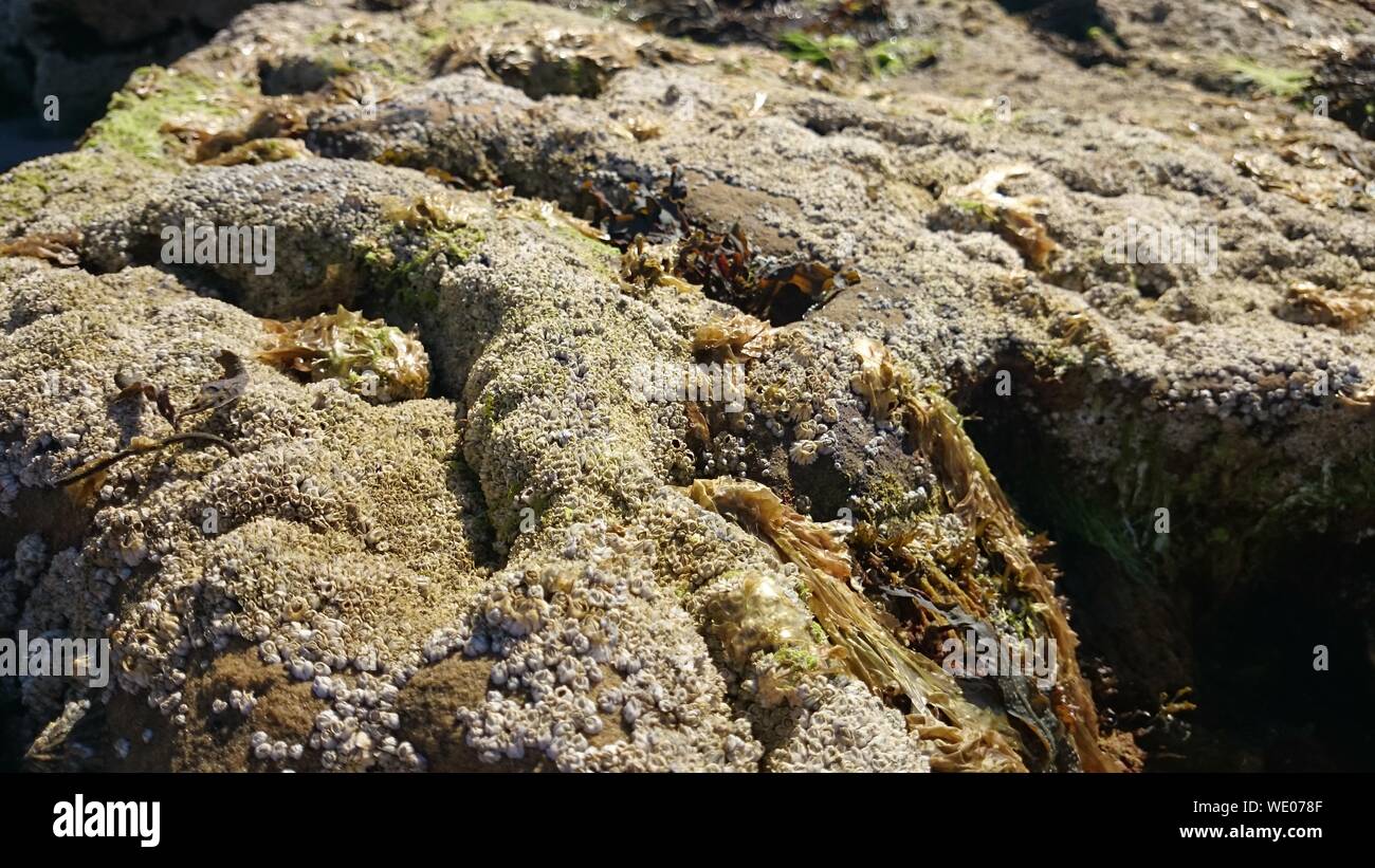 Large barnacles hi-res stock photography and images - Alamy