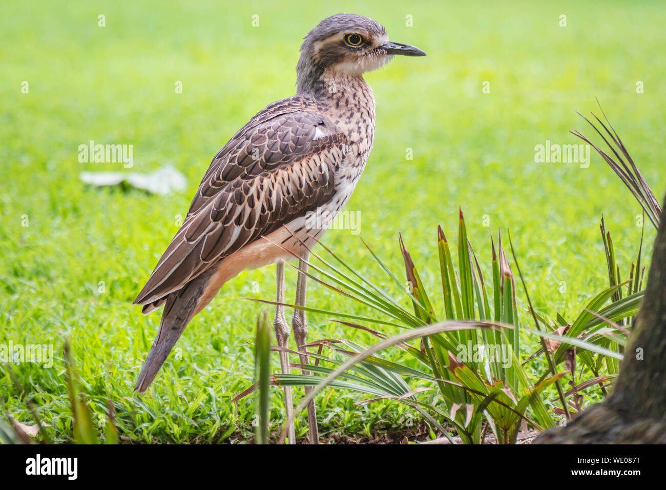 Bush Stone Curlew Stock Photo - Alamy
