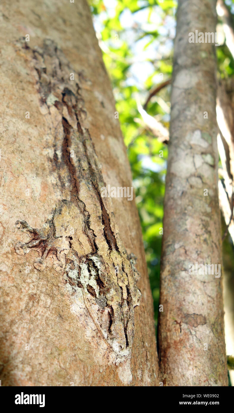 Uroplatus hi-res stock photography and images - Alamy