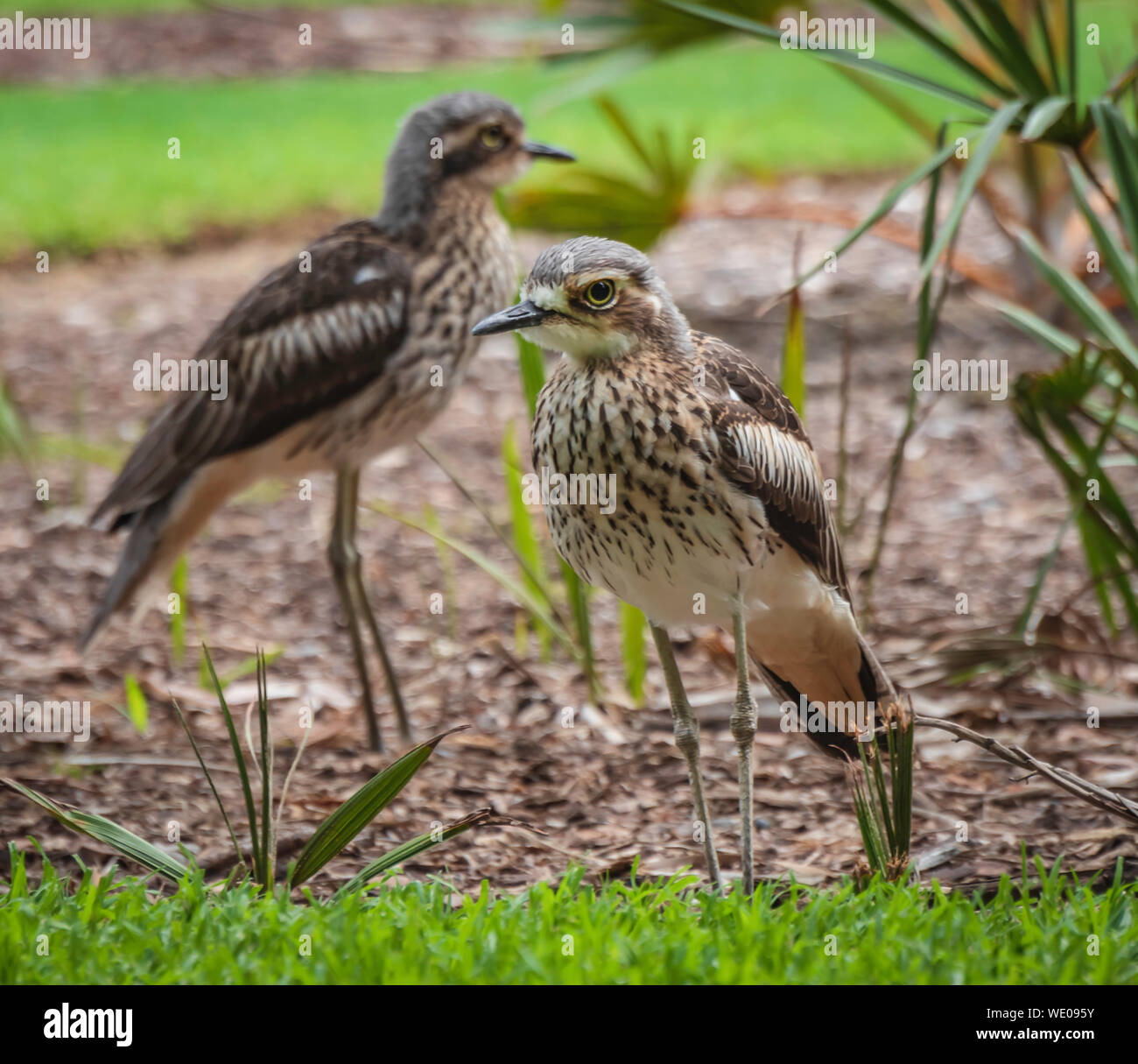 Curlew Chick High Resolution Stock Photography and Images - Alamy