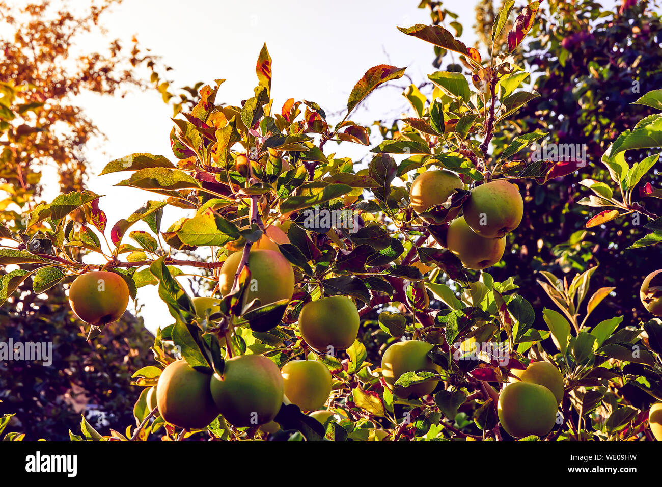 apple orchard pre-harvest, organic ripe apples on a tree branch Stock ...