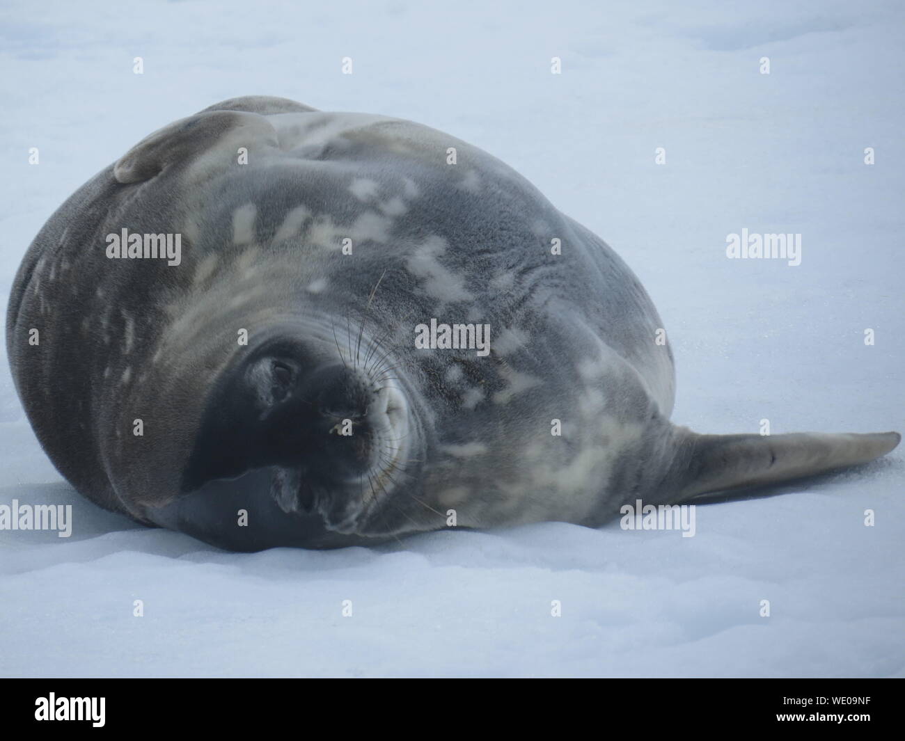 Seal lying down hi-res stock photography and images - Alamy