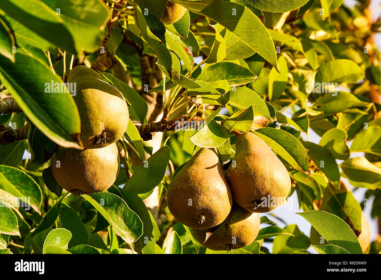 Pre harvest season hi-res stock photography and images - Alamy