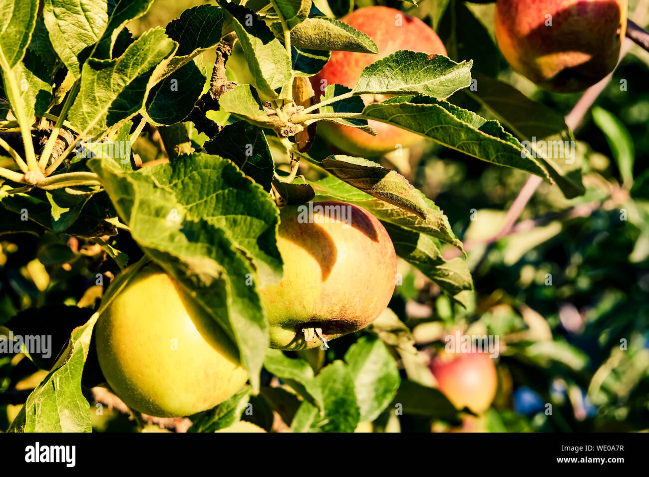 apple orchard pre-harvest, organic ripe apples on a tree branch Stock ...