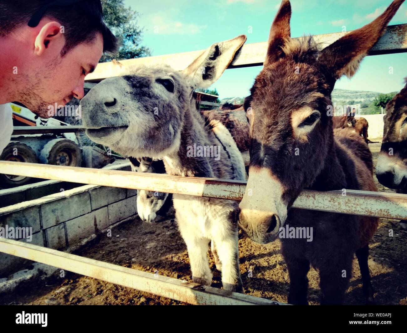 Man with donkeys hi-res stock photography and images - Alamy