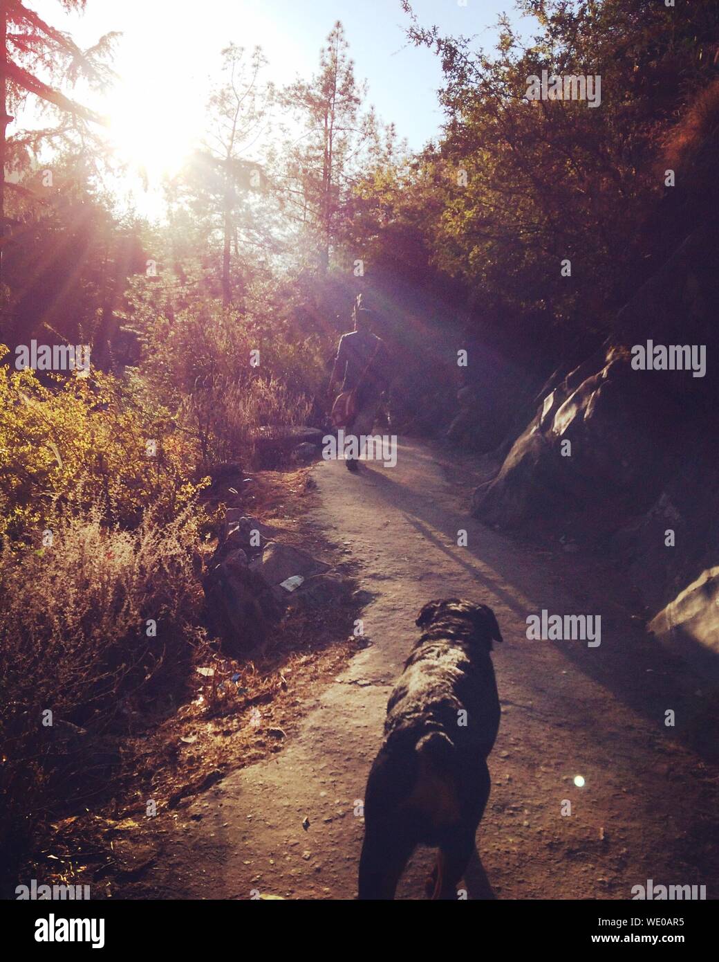Man Walking Dog Behind High Resolution Stock Photography and Images - Alamy