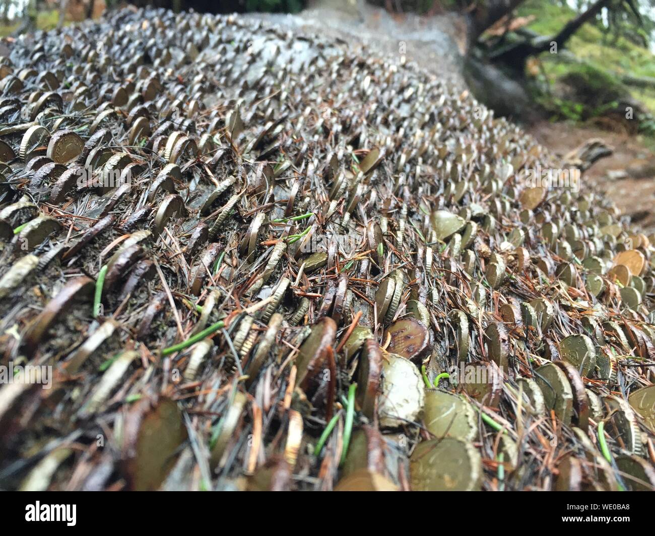 Stuck to tree hi-res stock photography and images - Alamy