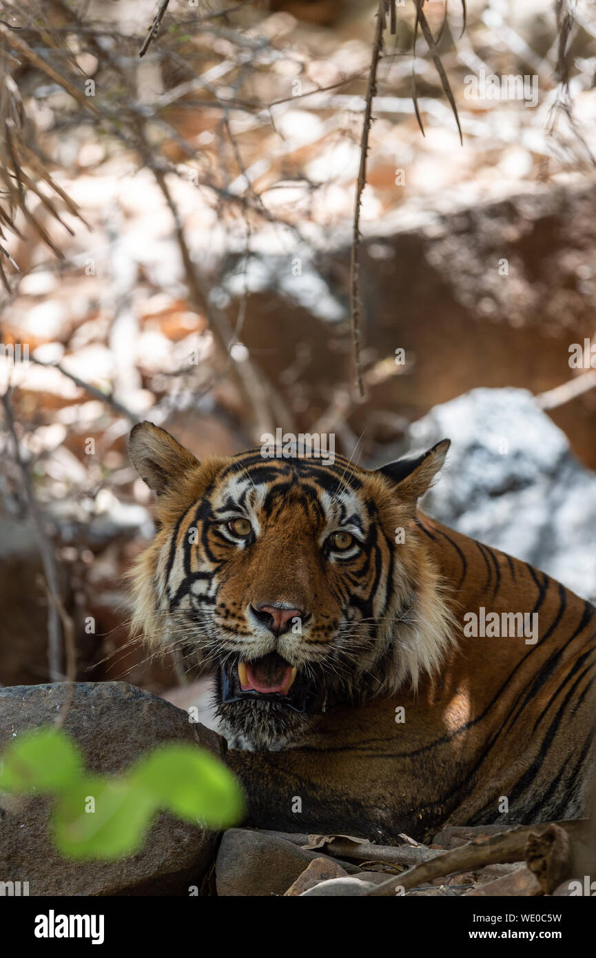 Huge Male Tiger Resting under shade of tree during full day safari in ...