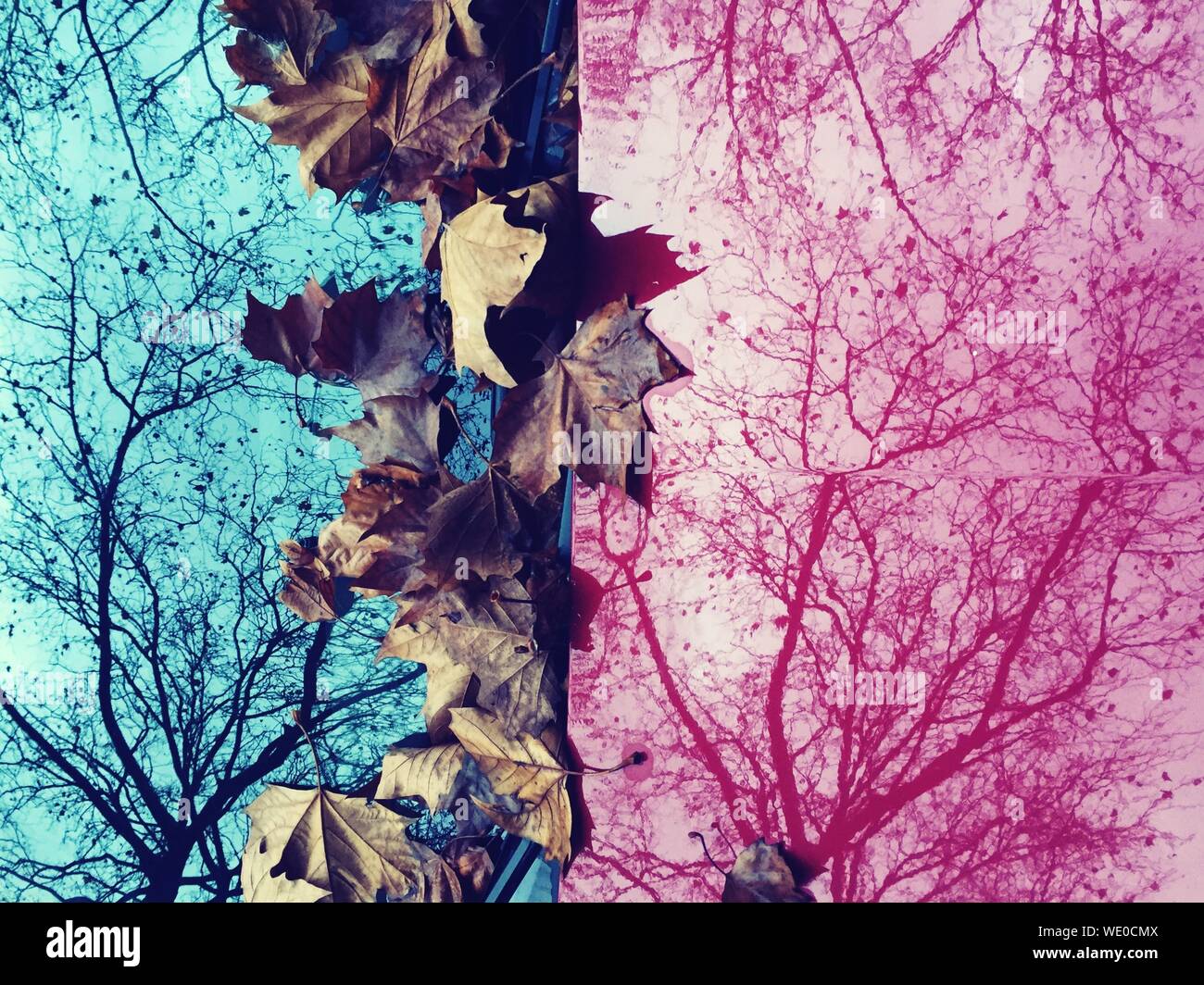 Nature trees glass reflection hi-res stock photography and images - Alamy