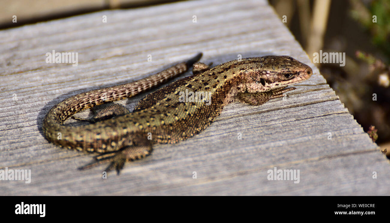 Full body lizard hi-res stock photography and images - Alamy