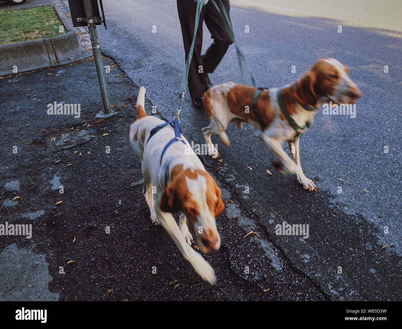 Dog owner walking dogs hi-res stock photography and images - Alamy
