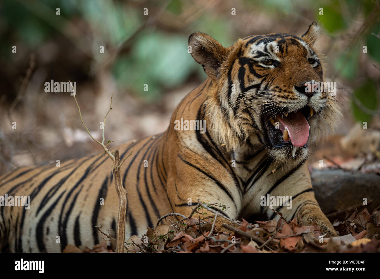 Huge Male Tiger Resting under shade of tree during full day safari in ...