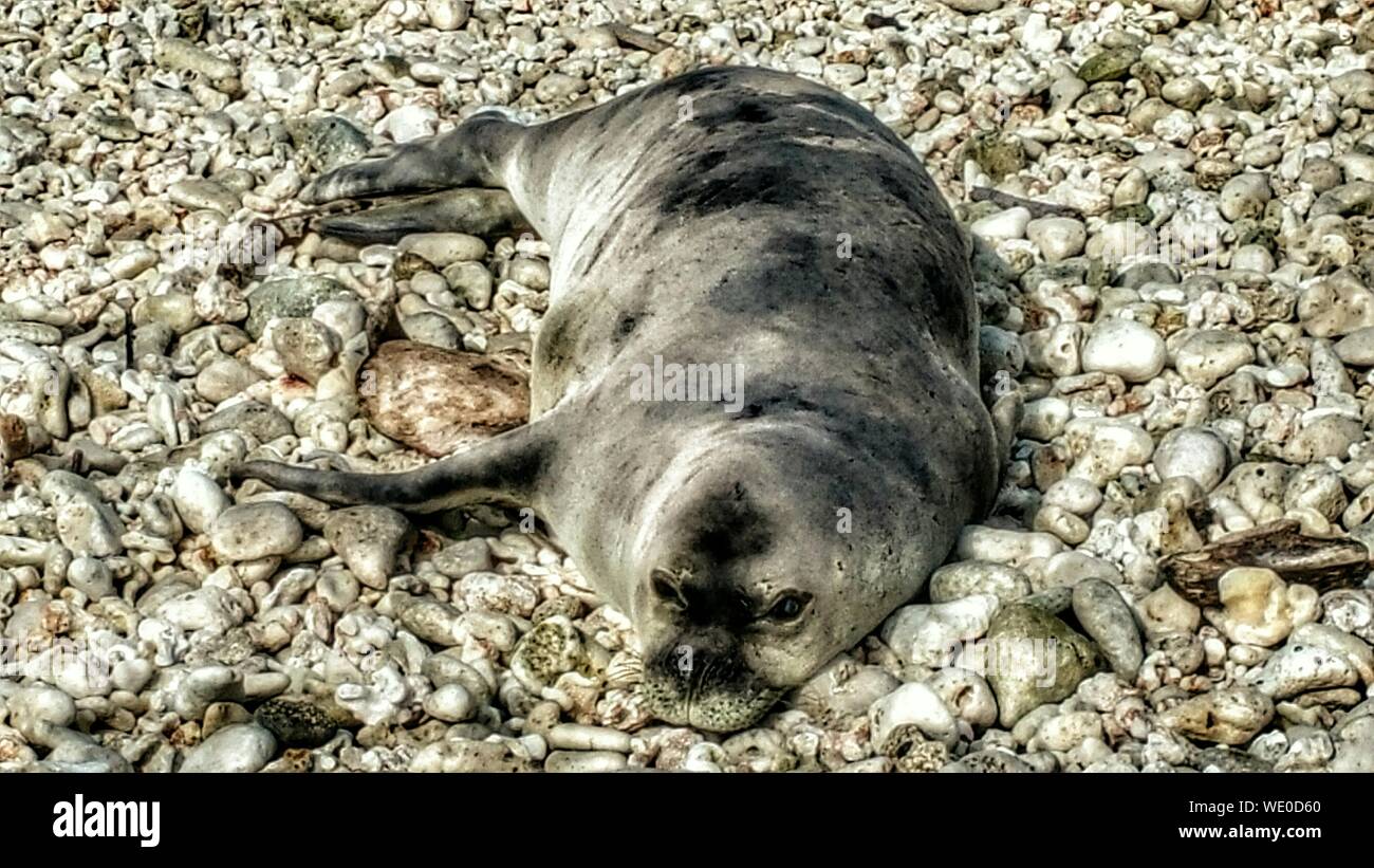 Relaxing animal hi-res stock photography and images - Alamy