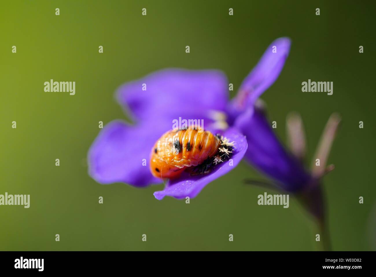 Ladybug purple flower animal wildlife hi-res stock photography and ...