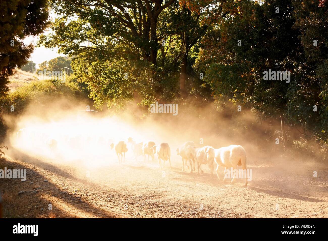 People and animals on the farm hi-res stock photography and images - Alamy