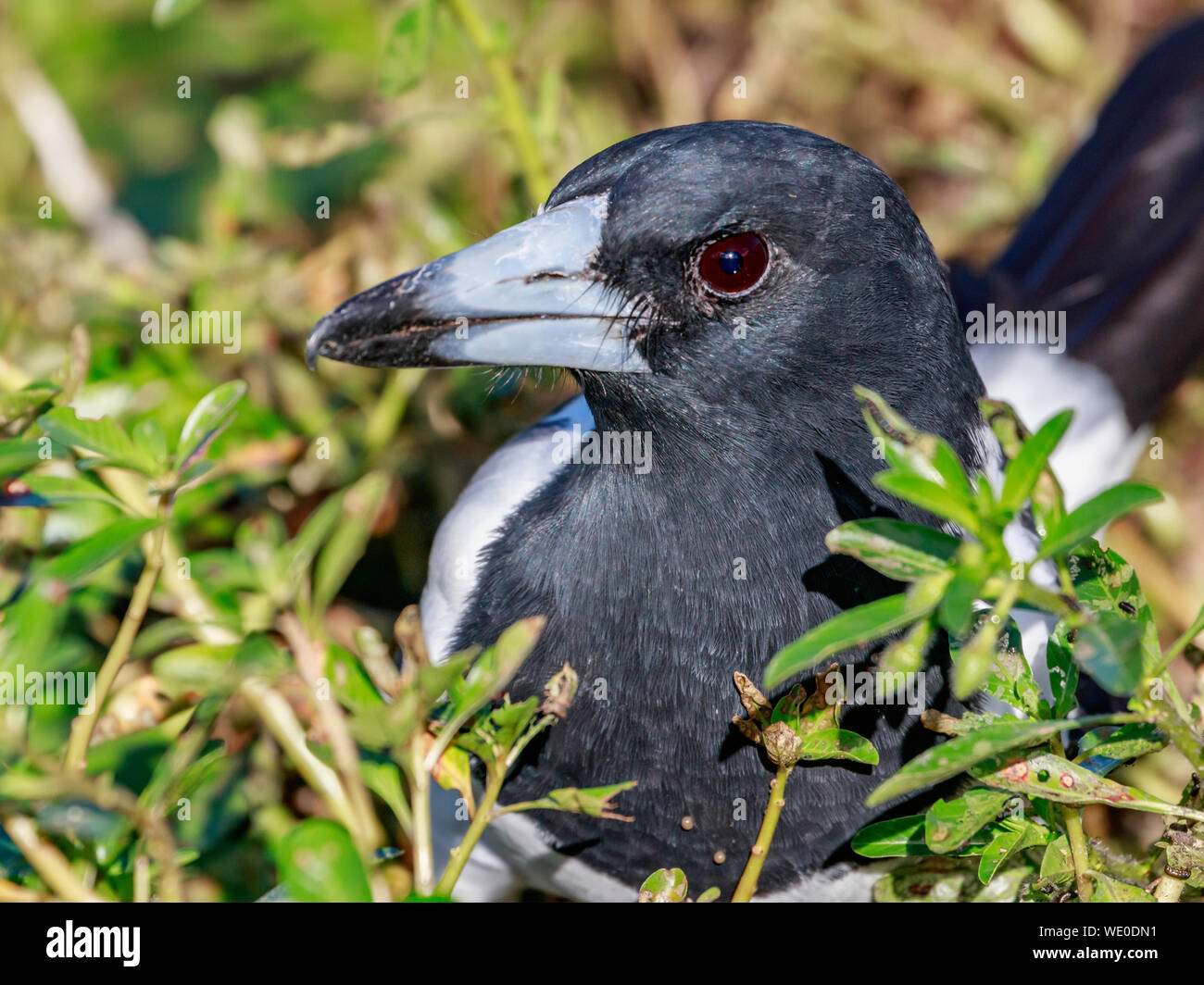 Butcher Bird on the ground Stock Photo - Alamy