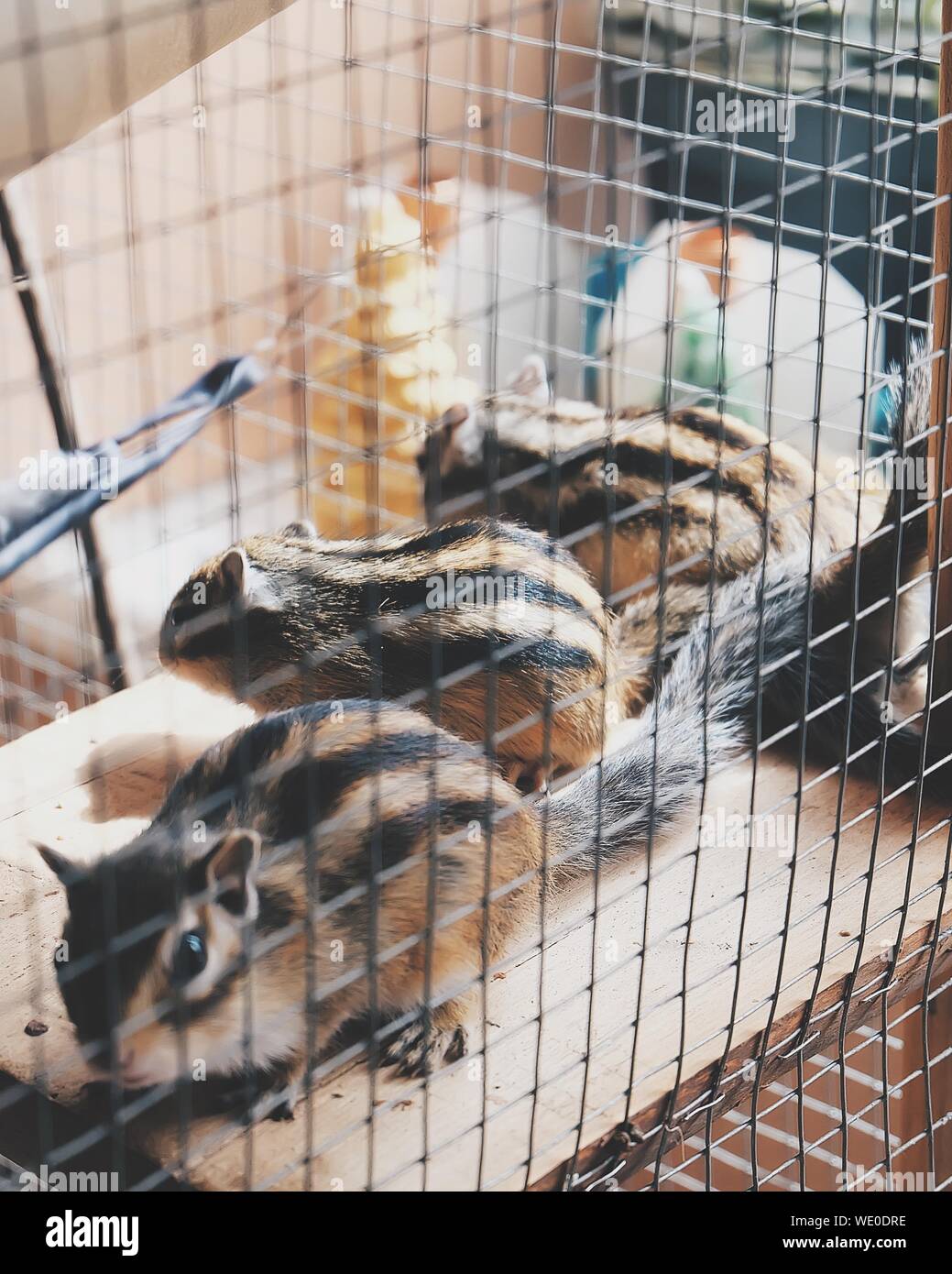 Chipmunk in the cage hi-res stock photography and images - Alamy
