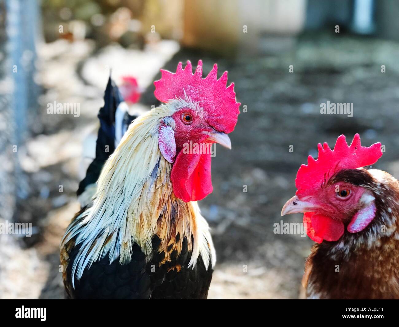 Hen do spain hi-res stock photography and images - Alamy