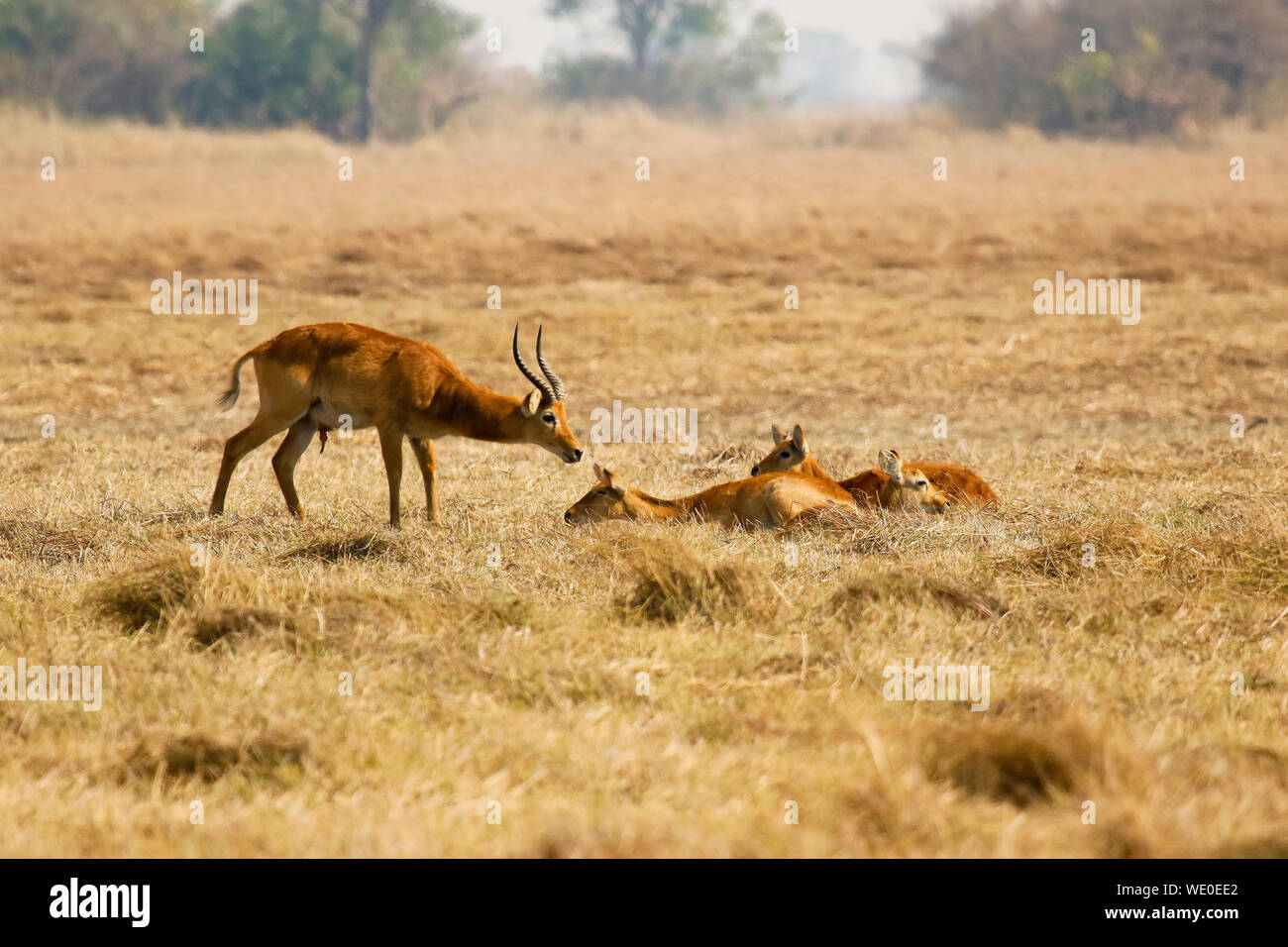 Mating antelope hi-res stock photography and images - Alamy