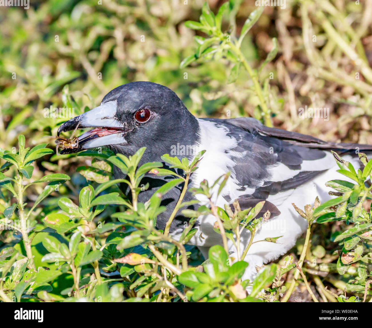 Butcher birds hi-res stock photography and images - Alamy