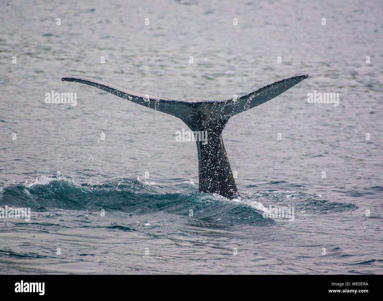 Humpback whale tail splashing hi-res stock photography and images - Alamy