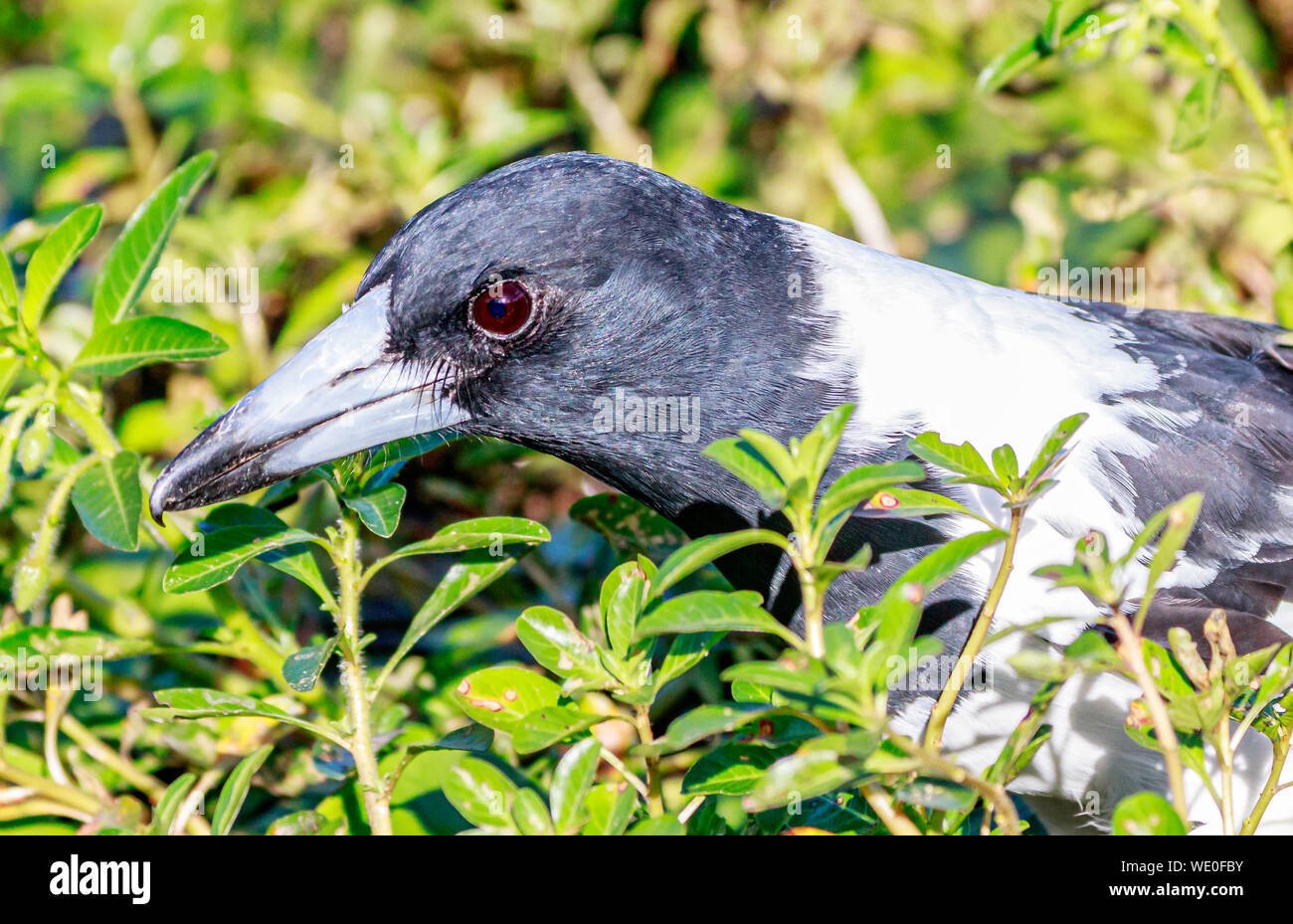 Butcher bird hi-res stock photography and images - Alamy