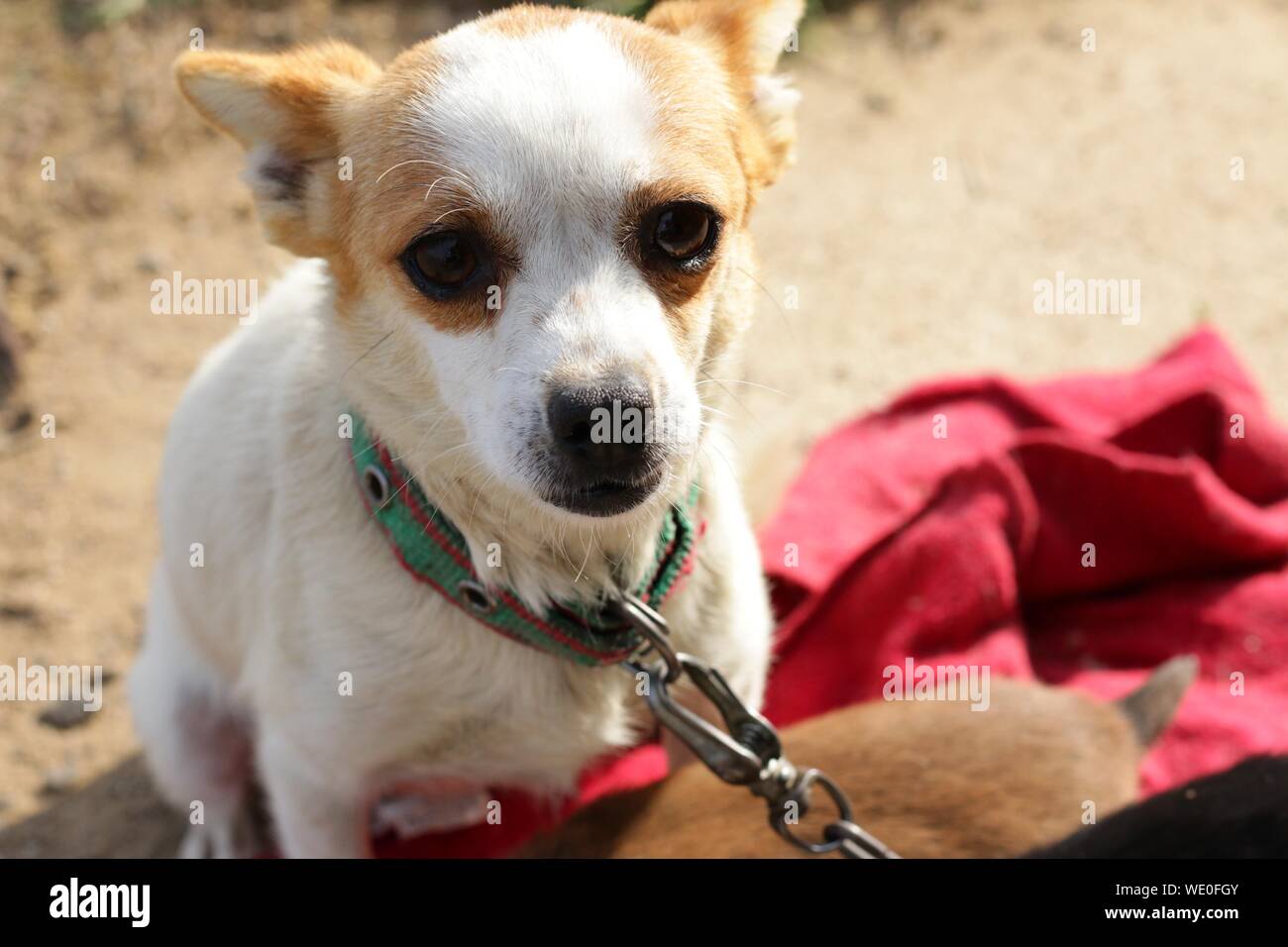 Chain collar dog hi-res stock photography and images - Alamy