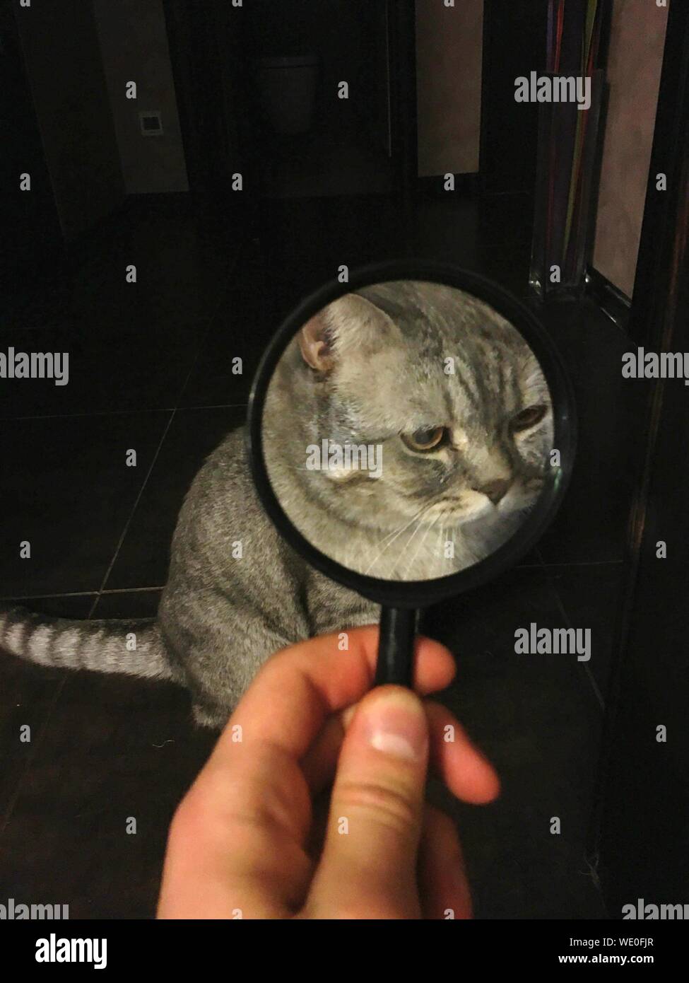 Cat Magnifying Glass High Resolution Stock Photography and Images - Alamy