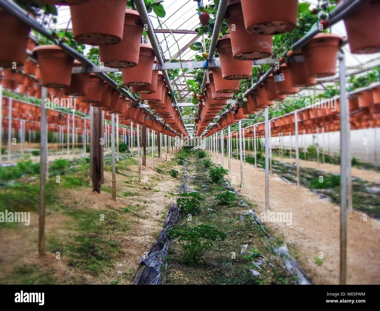Conservation greenhouse hi-res stock photography and images - Alamy