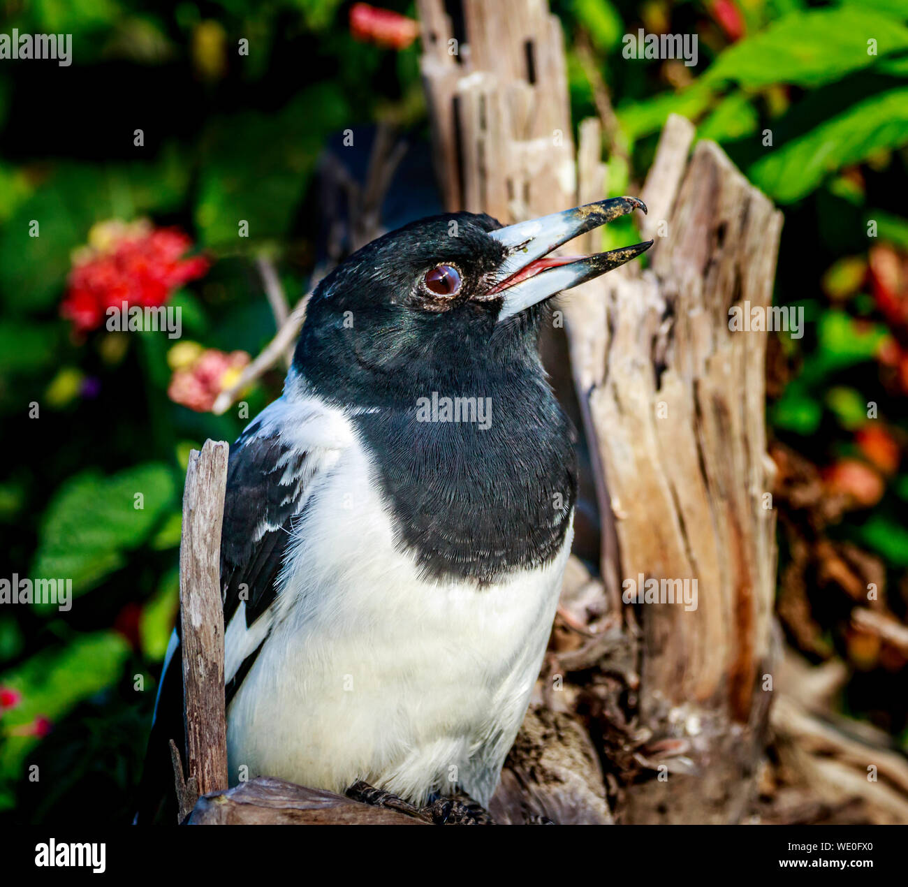 Butcher bird hi-res stock photography and images - Alamy