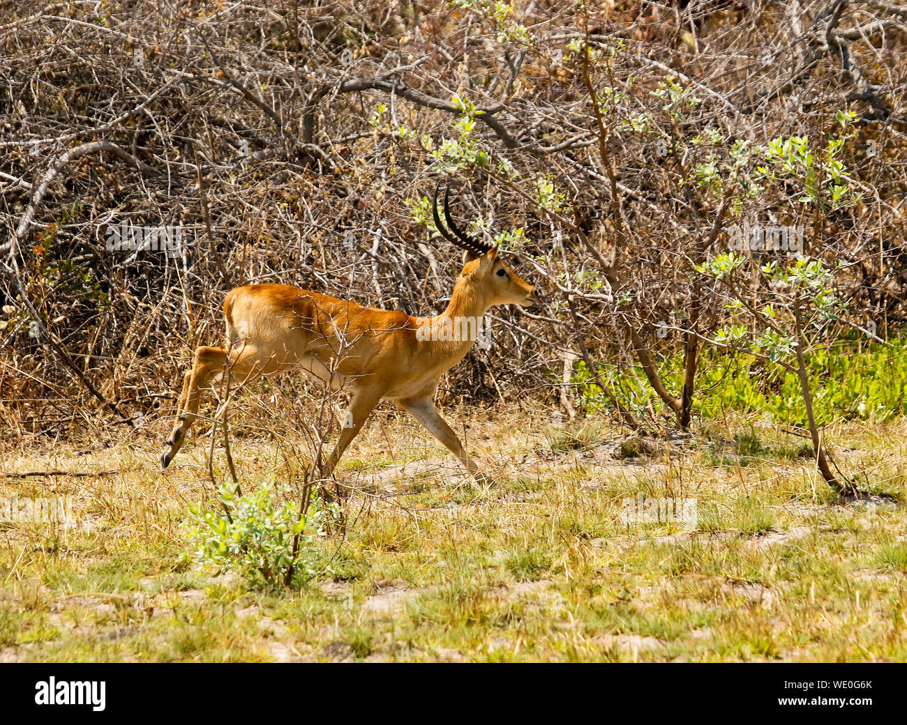 Male of Puku (Kobus vardonii), African antelope, in Busanga Plains ...