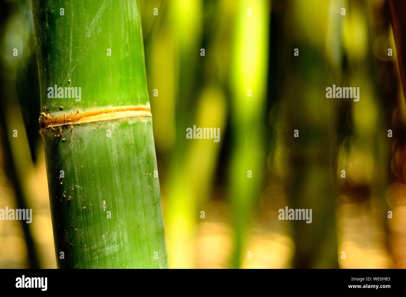 The bamboo plant hi-res stock photography and images - Alamy