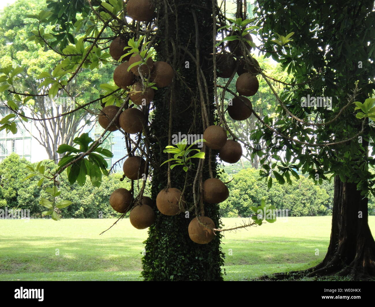 Cannonball Tree Fruit High Resolution Stock Photography and Images - Alamy
